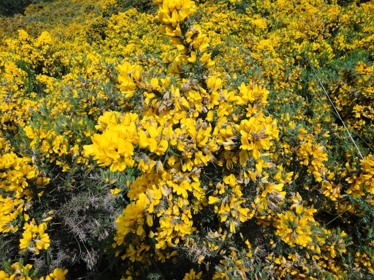 Nearly Finished – Helen MacKenzie